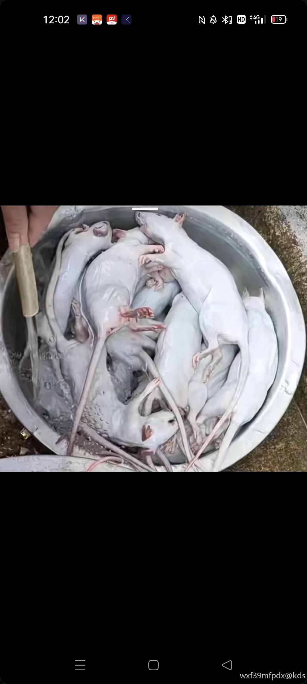 TF敢吃老鼠吗-宽带山KDS-宽带山社区-城市消费门户